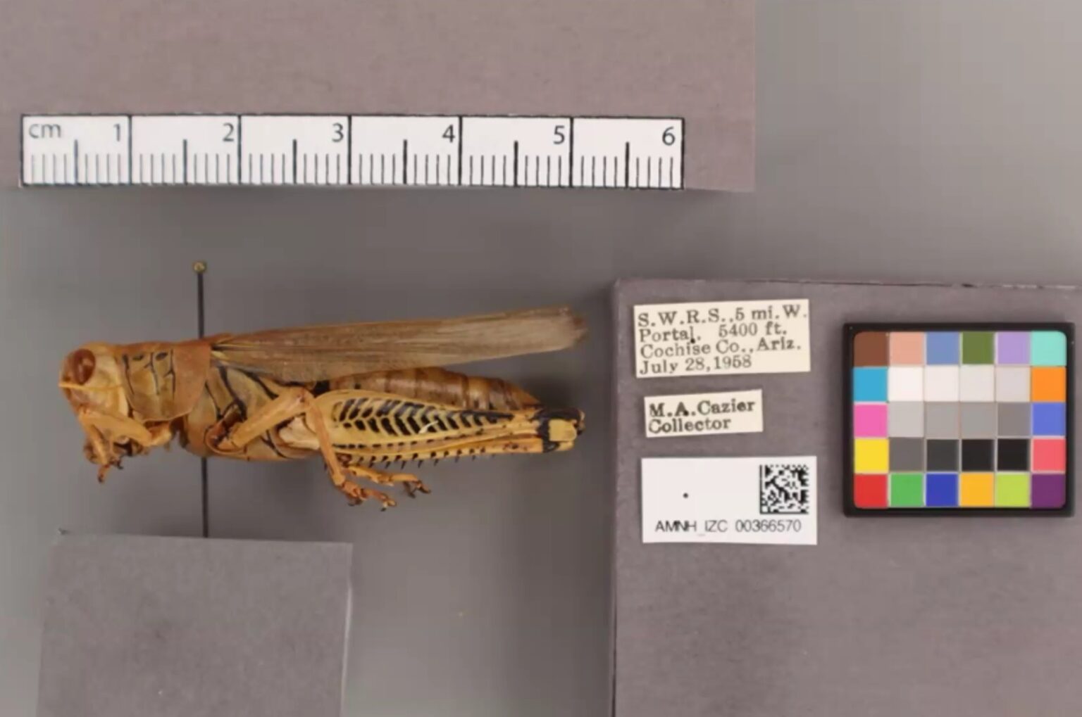Use Case: Digitizing Invertebrate Collections at the American Museum of ...